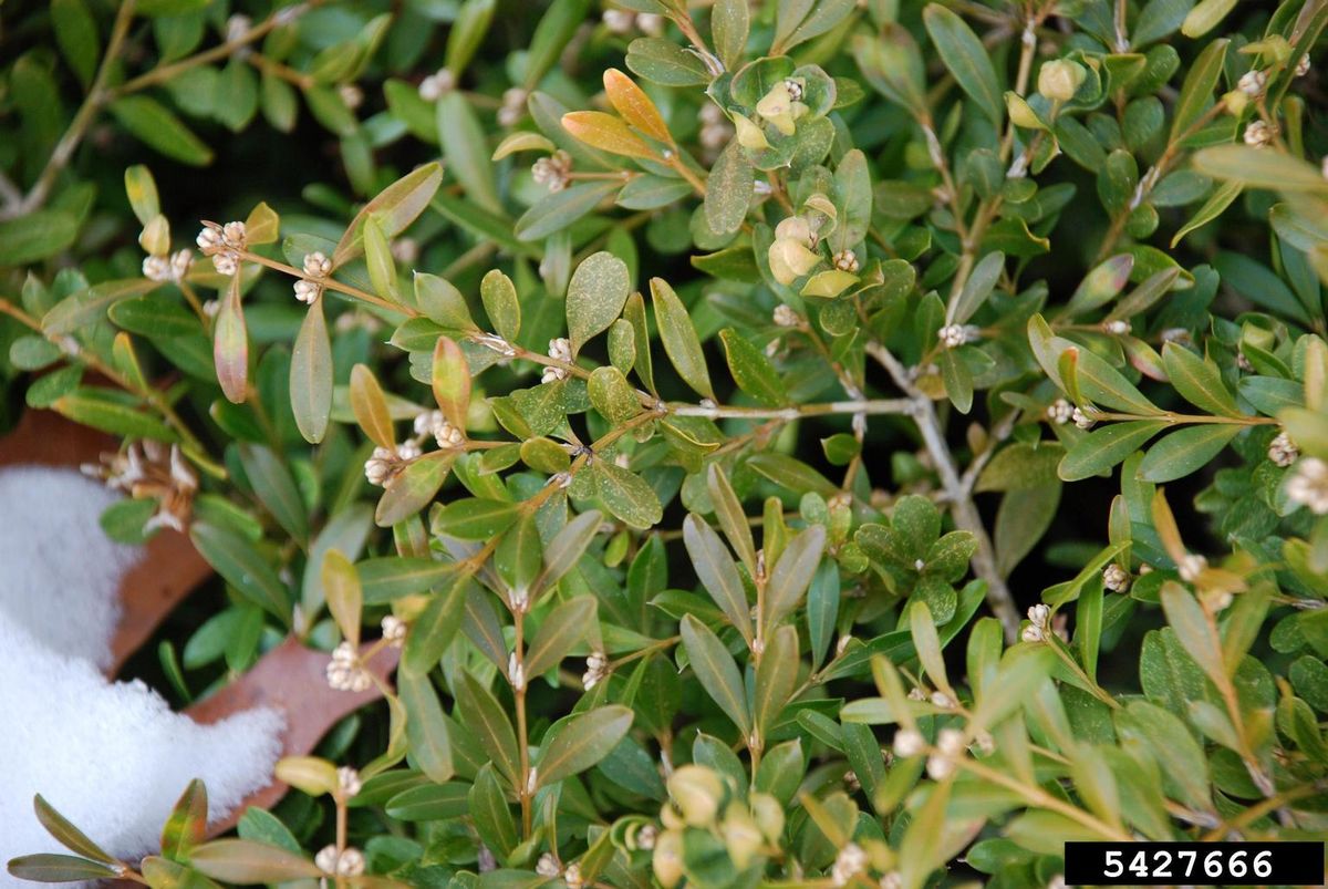 Boxwood Mite Damage - Treatment For Boxwood Bud Mites | Gardening Know How