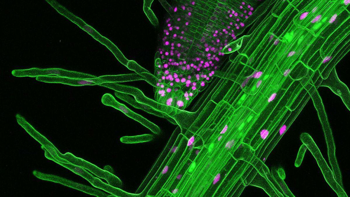 Prizewinning Videos Show It's a Small World After All | Live Science