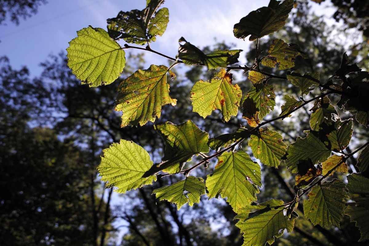 Sample images - Sigma DP1 Merrill review - Page 6 | TechRadar