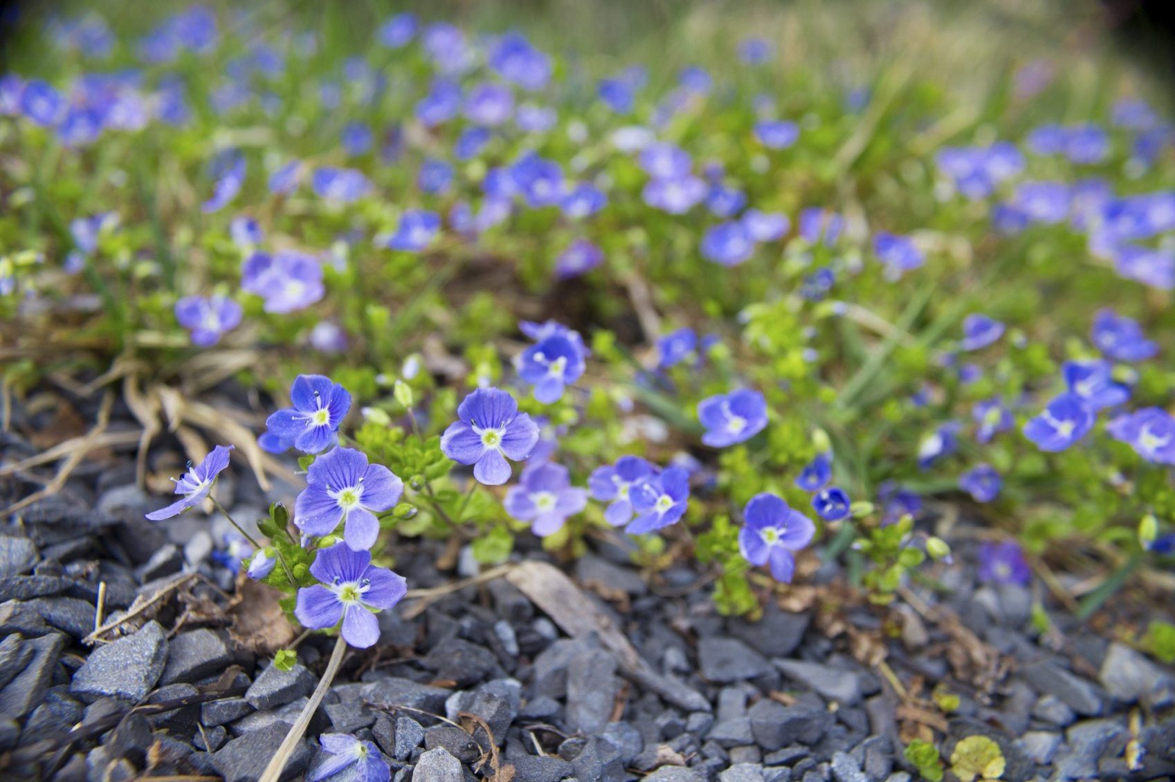 Types Of Walkable Plants - Information On Using Stepable Plants In ...