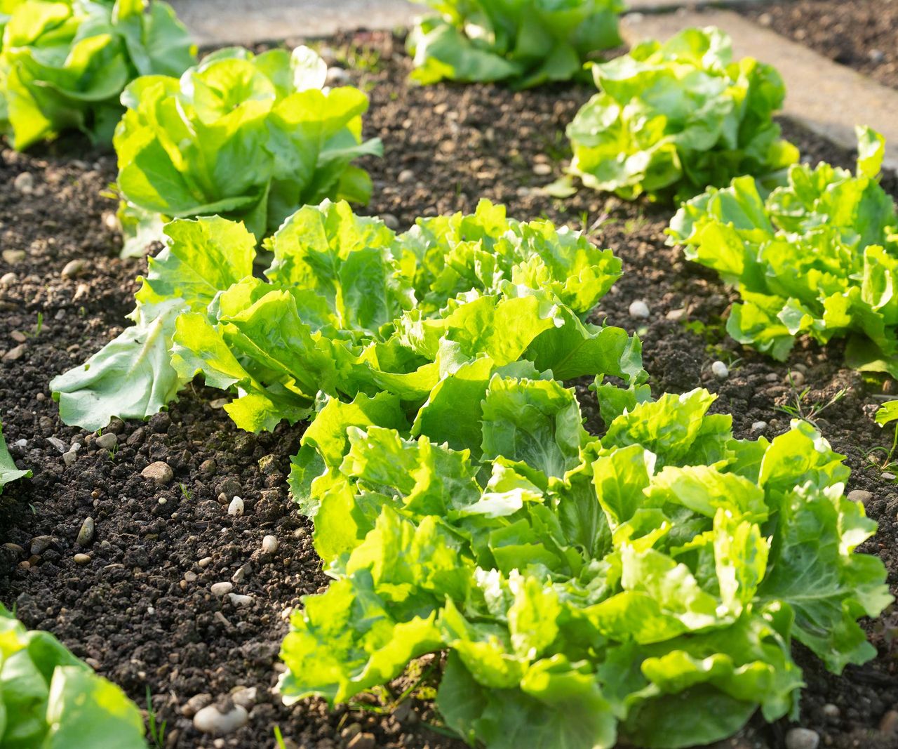 How to harvest lettuce seeds: an expert guide | Homes and Gardens