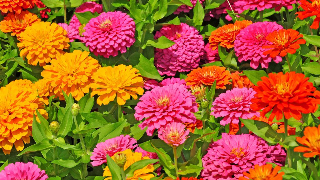 Grow These 10 Colorful Plants For A Bold And Beautiful Yard | Gardening ...