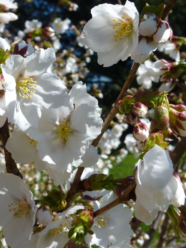 Photos: Stages of Cherry Blossom Blooms | Flower Photos | Live Science