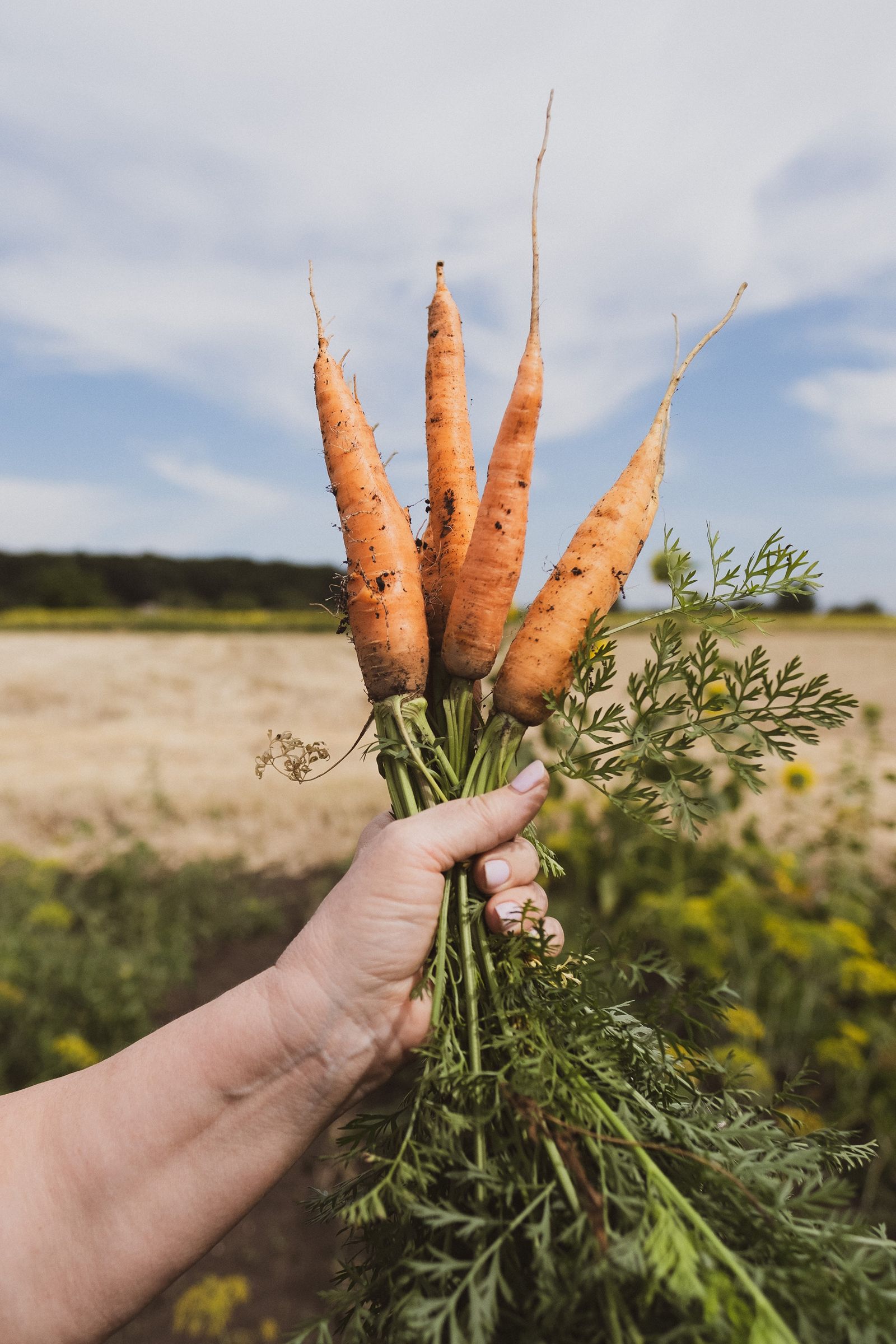 Carrot companion planting: the best plants to grow with carrots | Homes ...