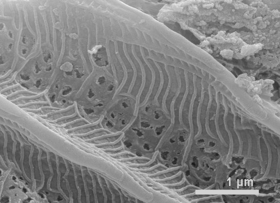 Intricate Wings Gallery: The Color of Ancient Moths | Live Science