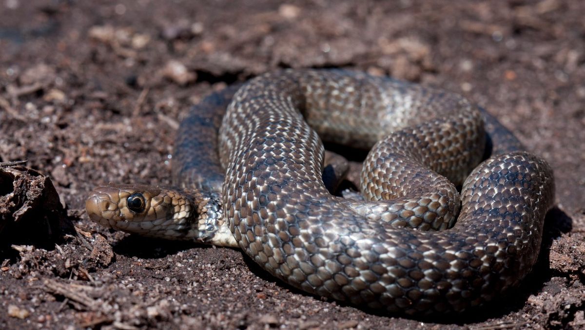 Facts About Brown Snakes | Live Science