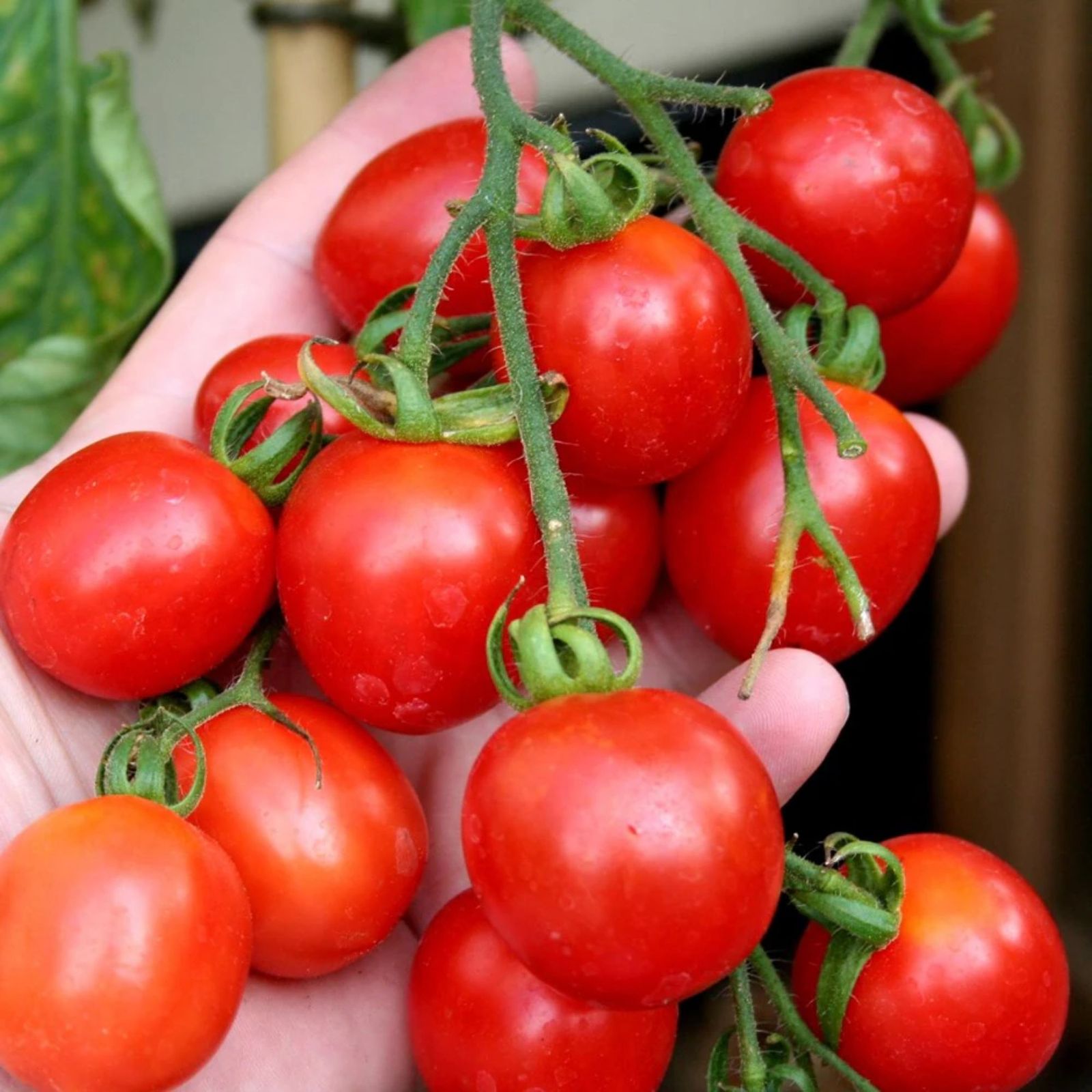 When to repot tomato seedlings for perfect red toms | Ideal Home