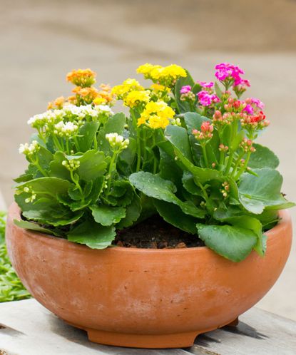 Best indoor flowering plants: 10 pretty blooms to grow | Homes and Gardens