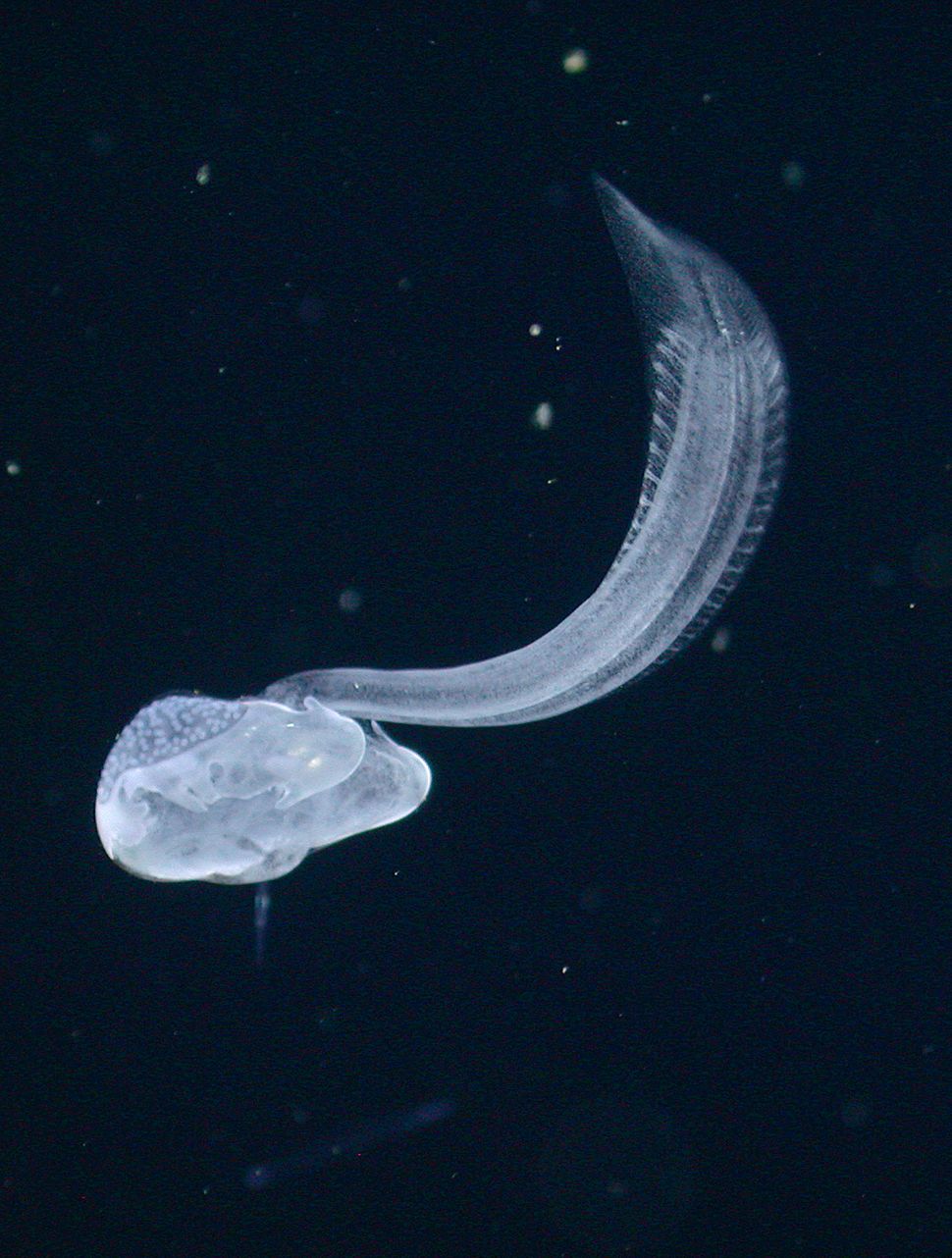 'Mythical' Sea Blob Finally Spotted a Century After Its Discovery ...