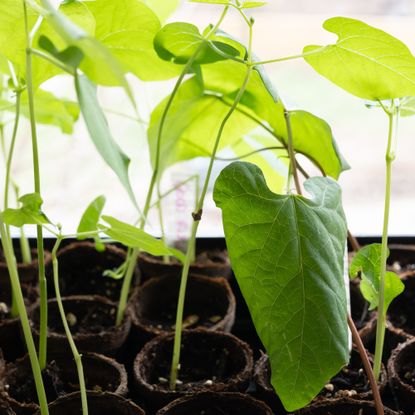 When to plant runner beans outside – timing is key | Ideal Home