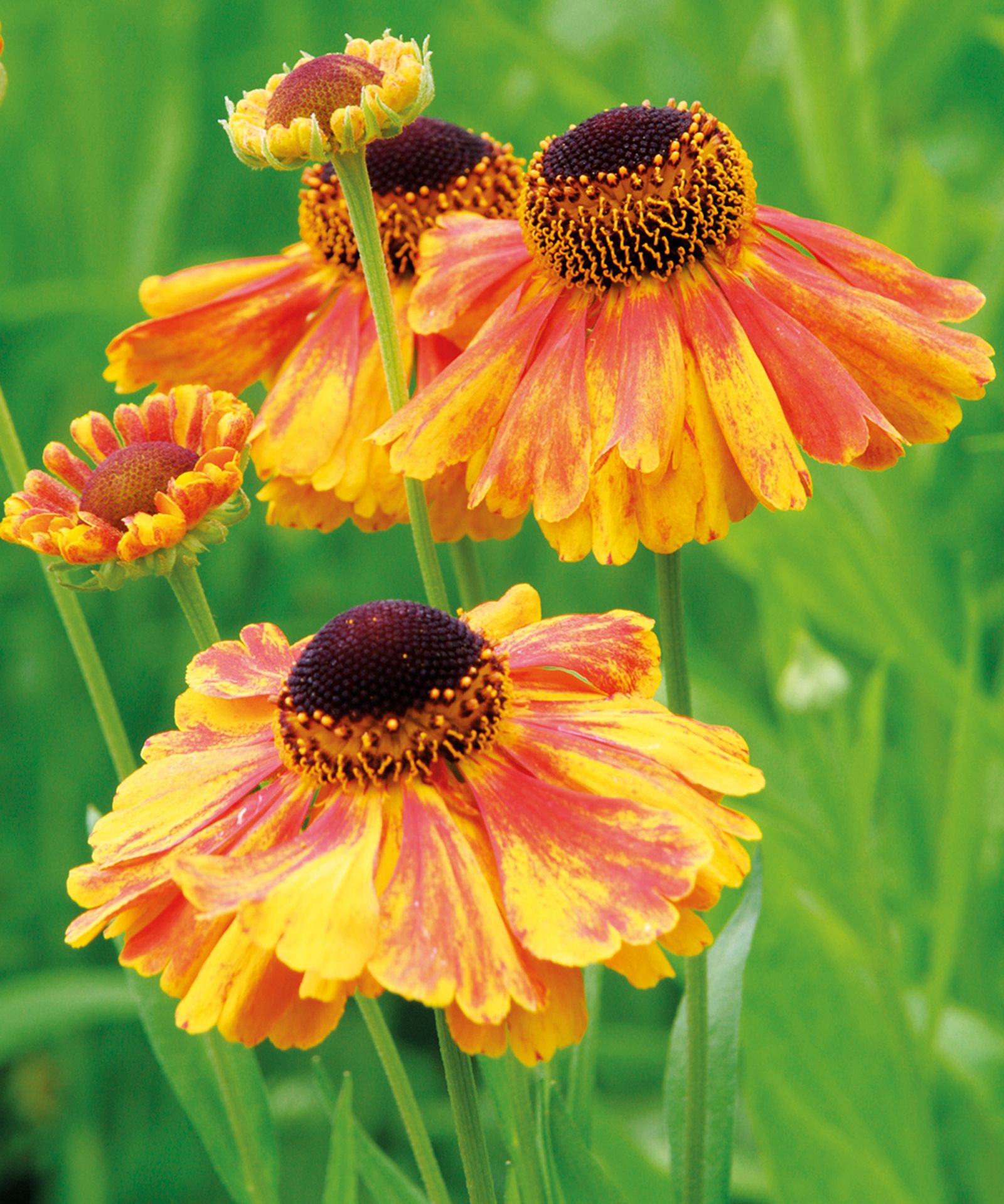 Types of helenium: 16 vibrant varieties for pots and borders | Homes ...