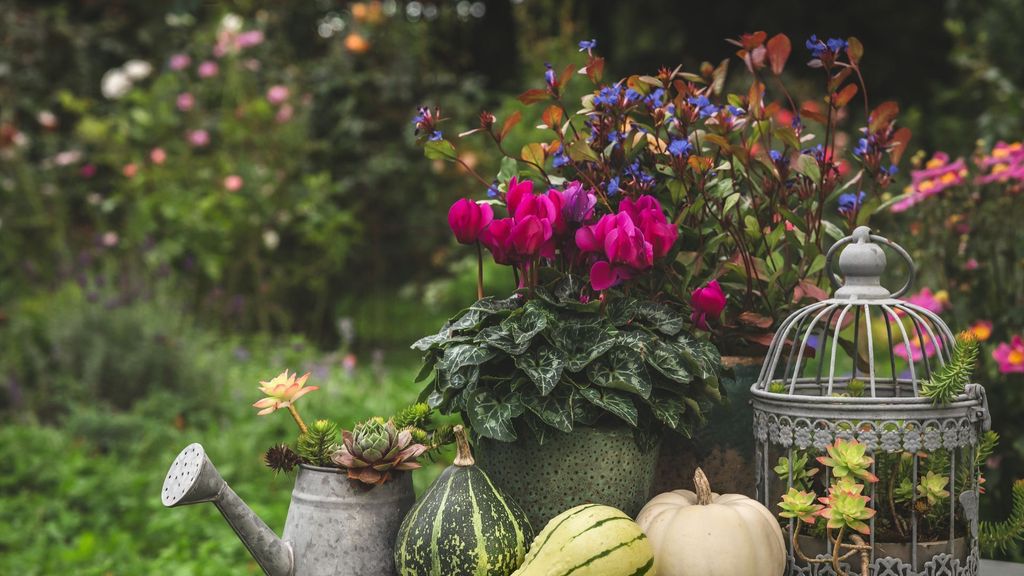 How to grow muscari: expert tips for healthy grape hyacinths | Homes ...