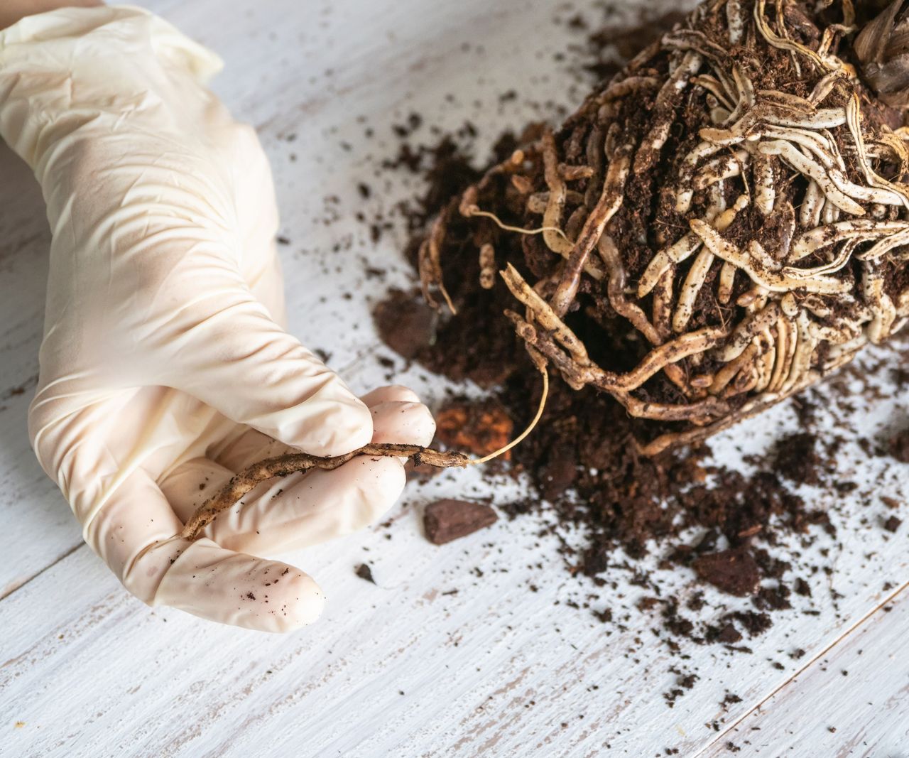What is orchid root rot and how to treat it: Expert tips | Homes and ...