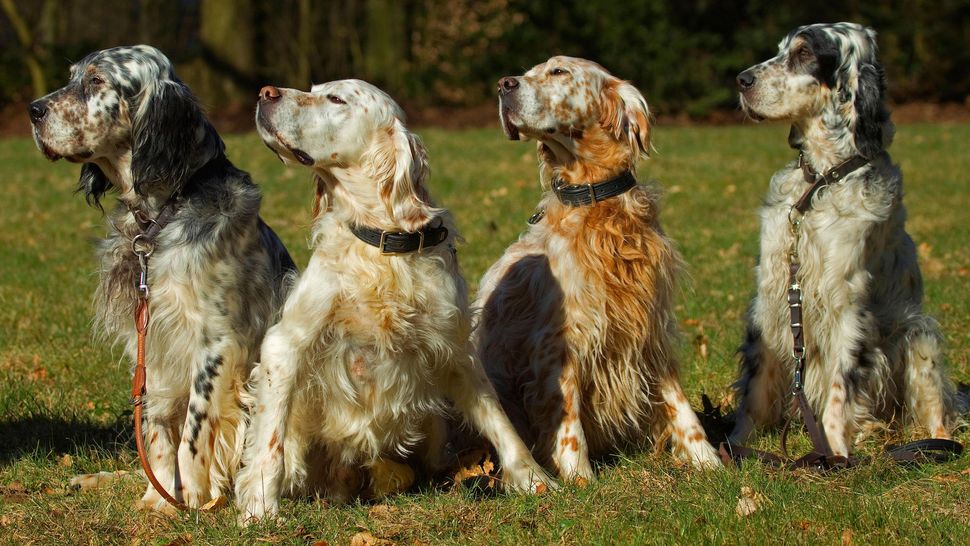 32 much-loved British dog breeds and their histories | PetsRadar