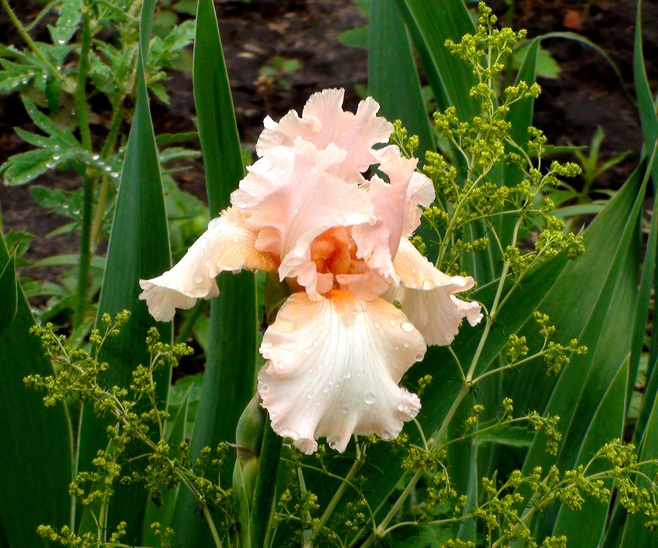Best bearded iris varieties: 12 stunning types to try | Homes and Gardens