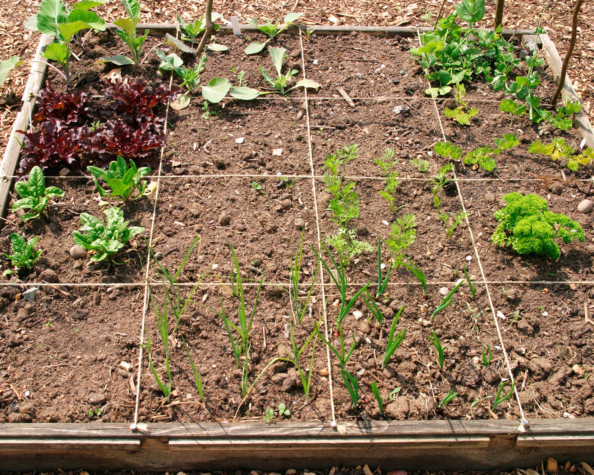 Grow A Square-Foot Vegetable Garden With This Year-Long Plan ...