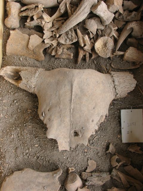 Images: A Ton of Cattle Bones | Live Science