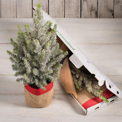 Send a little festive feel-good with Morrisons mini Christmas trees by ...