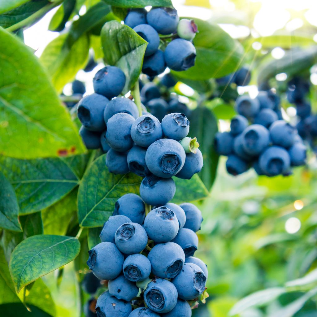 When to plant out bedding plants, according to experts | Ideal Home