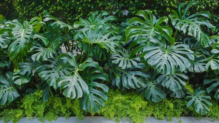 Can you grow a monstera outdoors? A plant expert reveals | Homes and ...