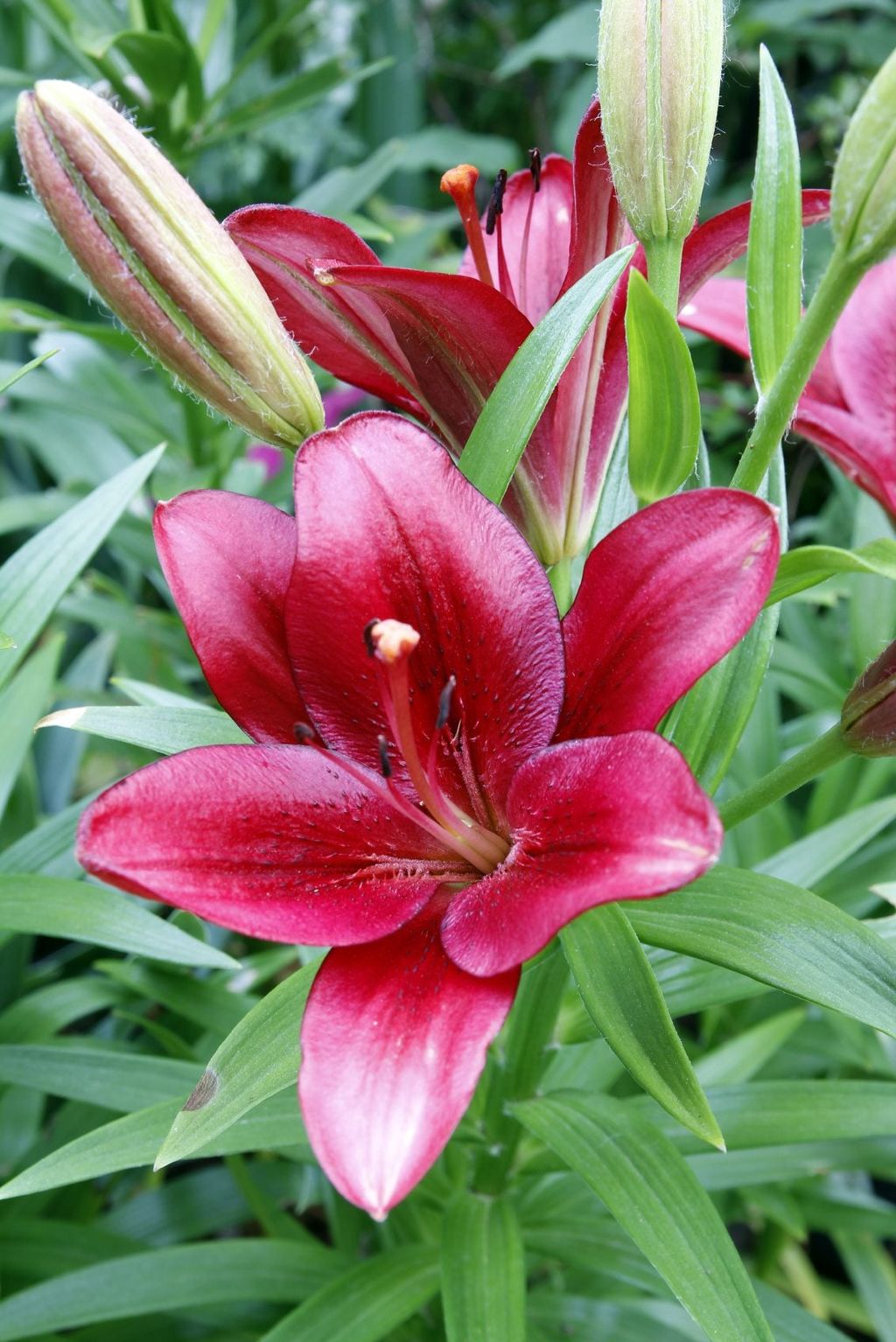Oriental vs. Asiatic Lily - What's The Difference Between Asiatic And ...