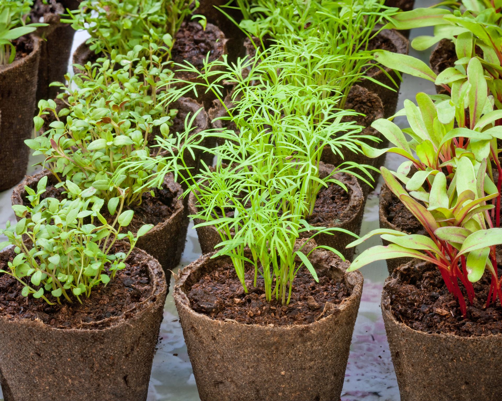 Planting Seeds Made Easy: A Complete Guide To Seed Starting | Gardening ...
