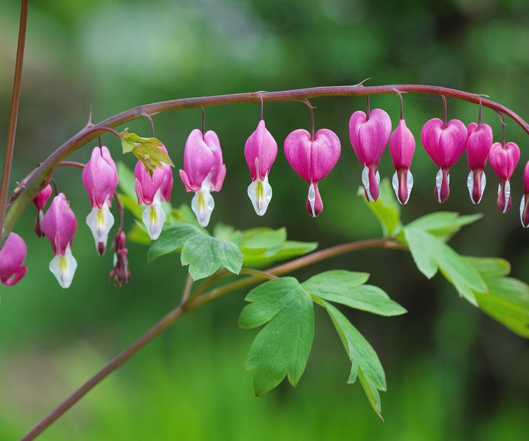 How to divide bleeding heart: Expert propagation advice | Homes and Gardens
