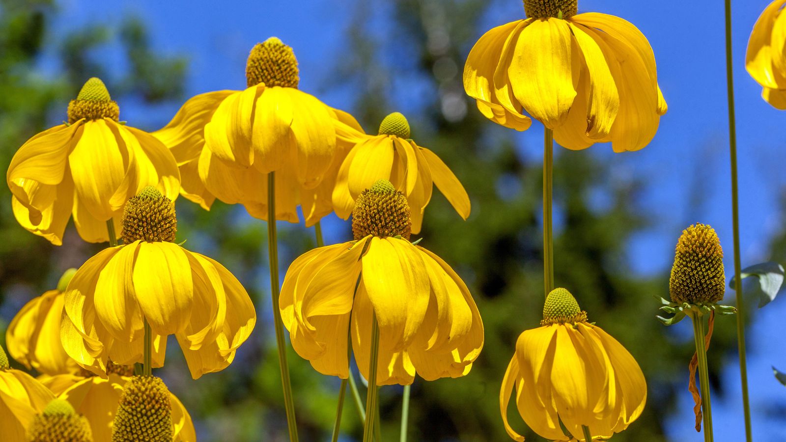 How to grow rudbeckia: tips for endless summer to fall flowers | Homes ...