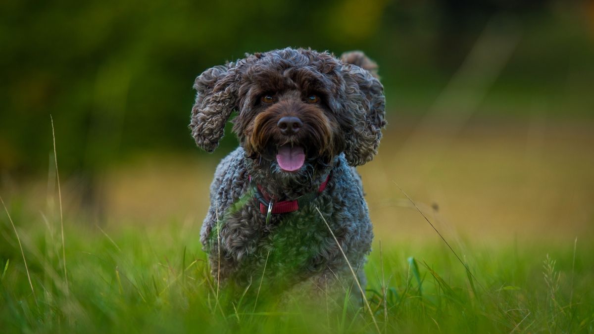 How long do cockapoos live? Everything you need to know about this ...