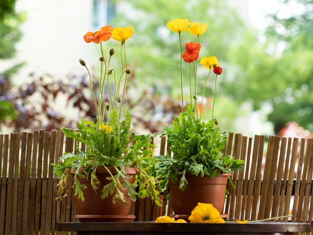 Best Container Plants For California And Nevada | Gardening Know How