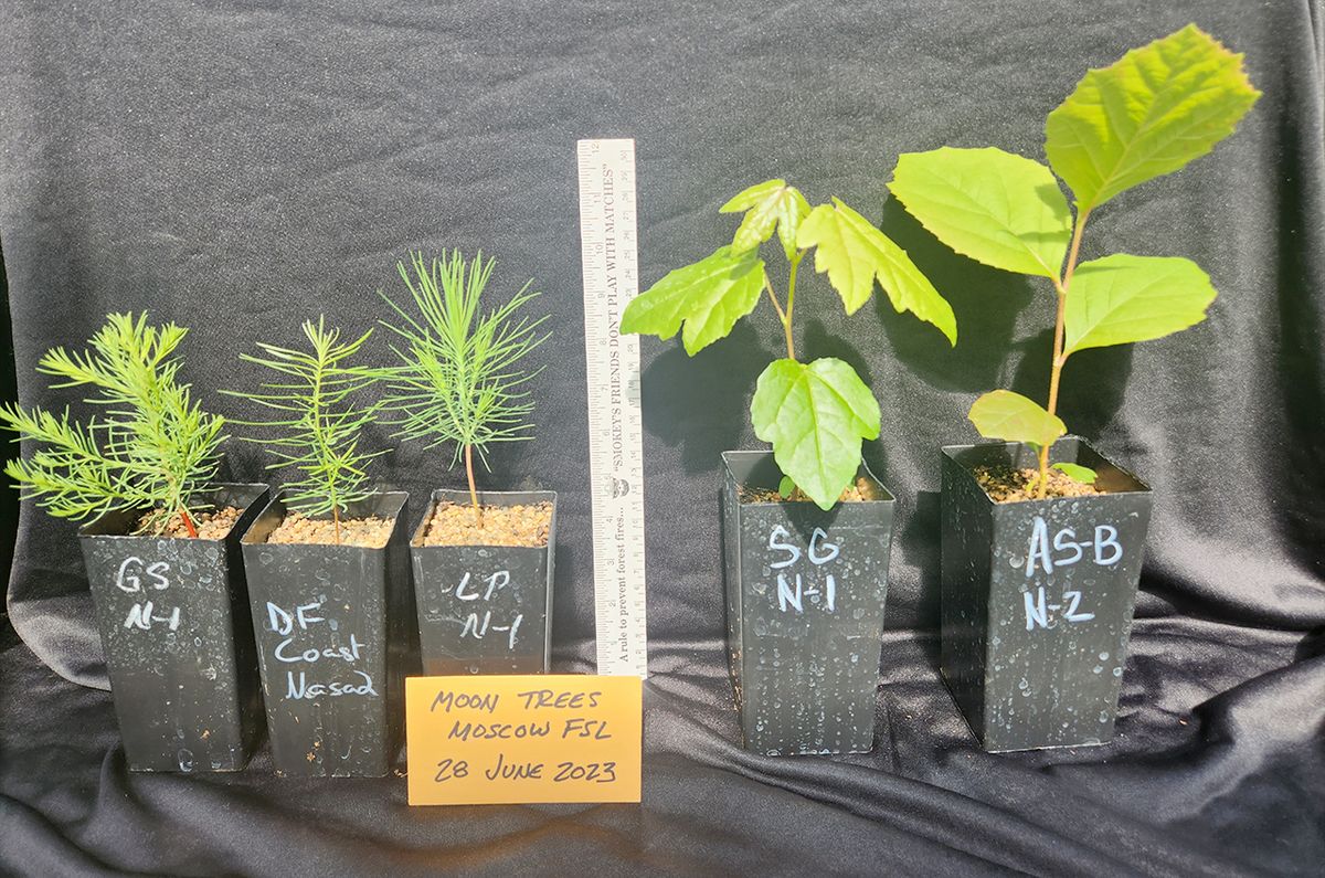 NASA and Forest Service offer seedlings to grow Artemis 'moon trees ...