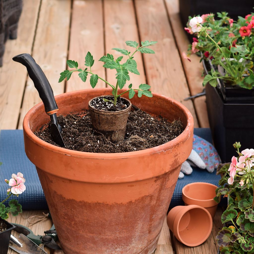 How to grow tomatoes in pots - an easy beginner guide | Ideal Home