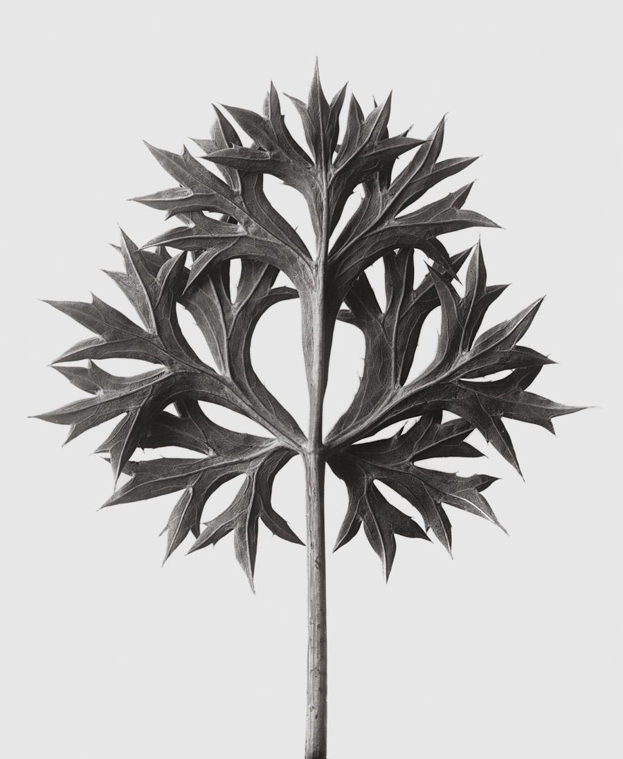Plant Photos: Amazing Botanical Shots by Karl Blossfeldt | Live Science