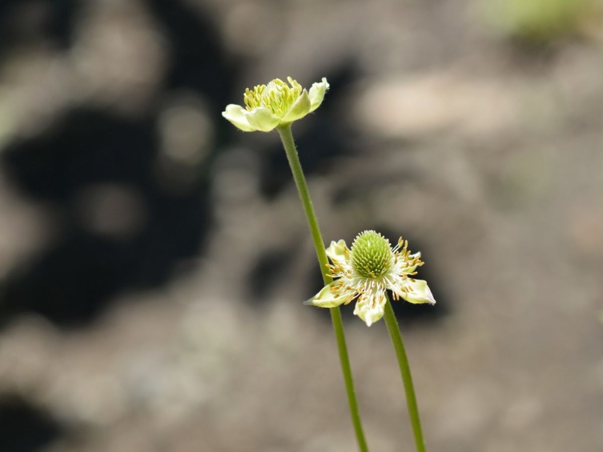 What Is Thimbleweed - How To Grow Tall Thimbleweed In The Garden ...