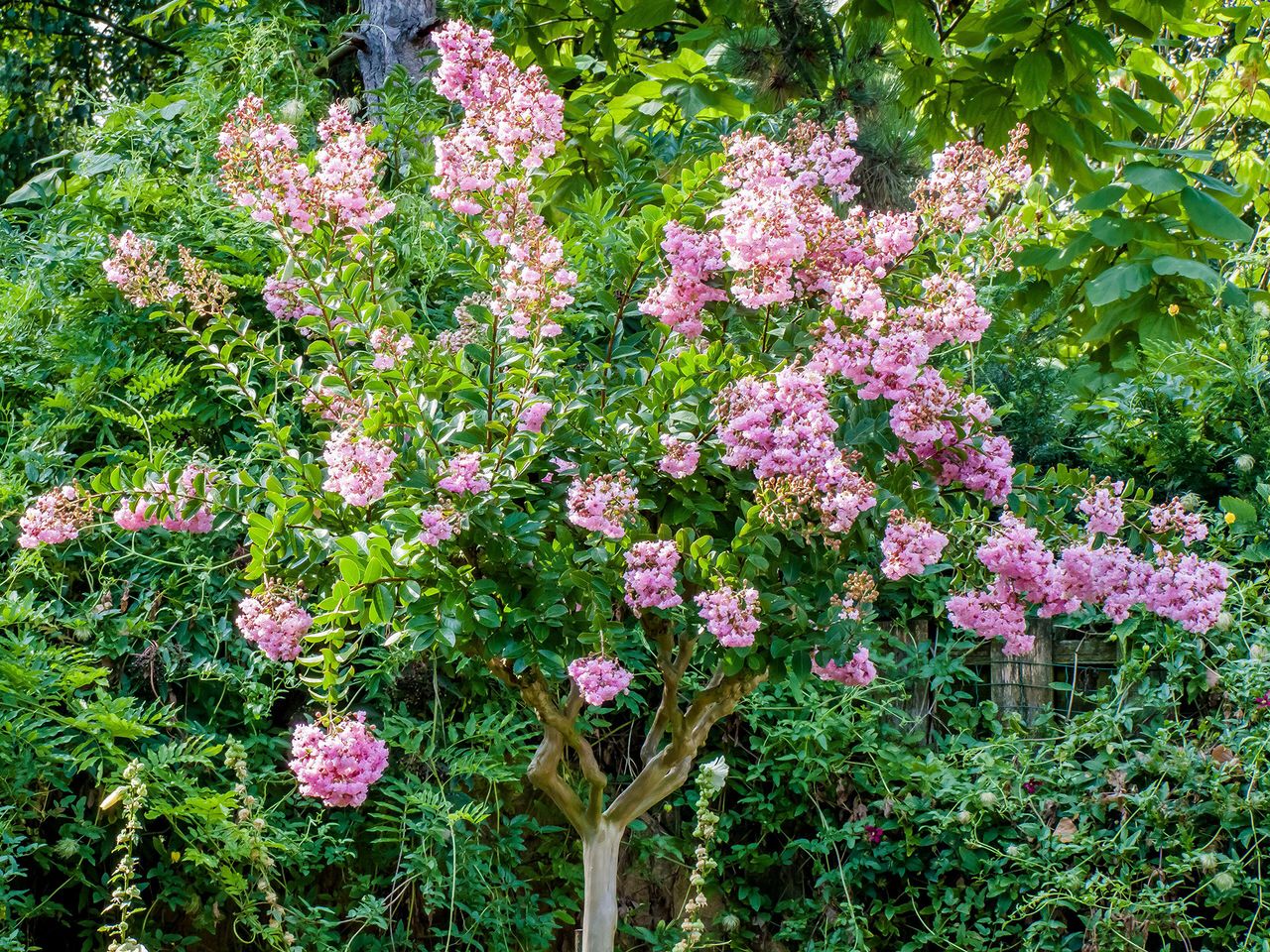 How to prune crepe myrtle: and when to prune them | Homes and Gardens