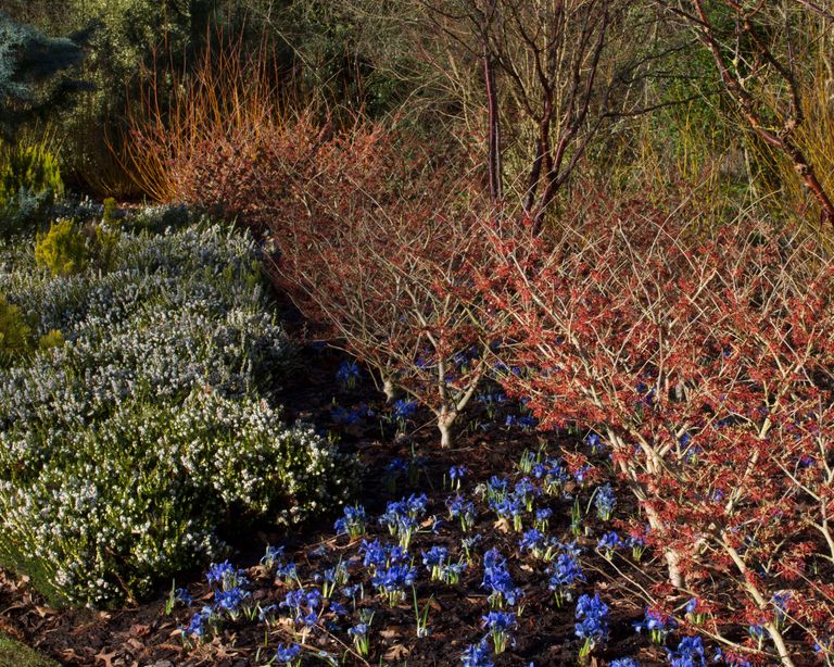 Planning a winter garden: expert planting and design tips | Homes and ...