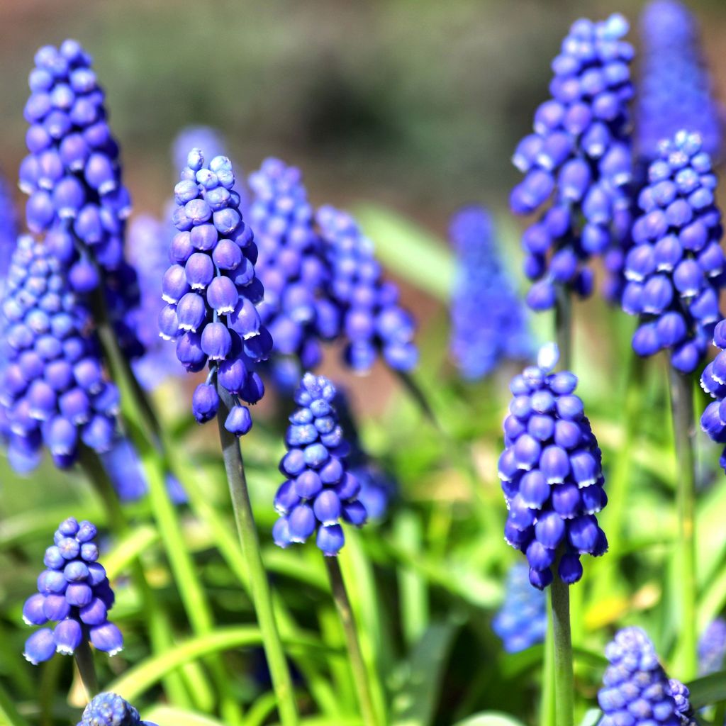 Do crocus bulbs multiply? Everything you need to know | Ideal Home