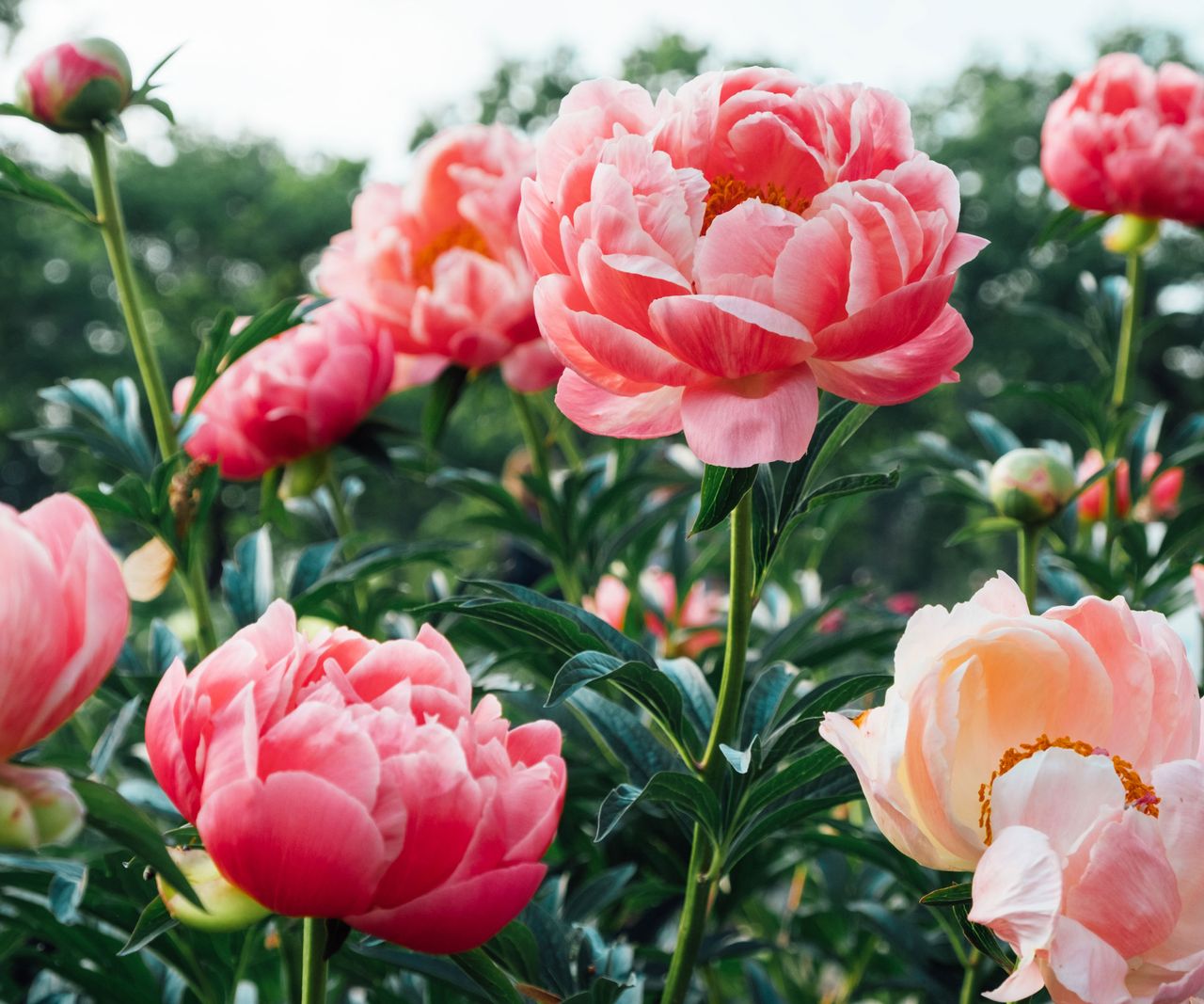 ‘Coral Charm’ Peony Care For An Abundance Of Salmon Pinks | Gardening ...