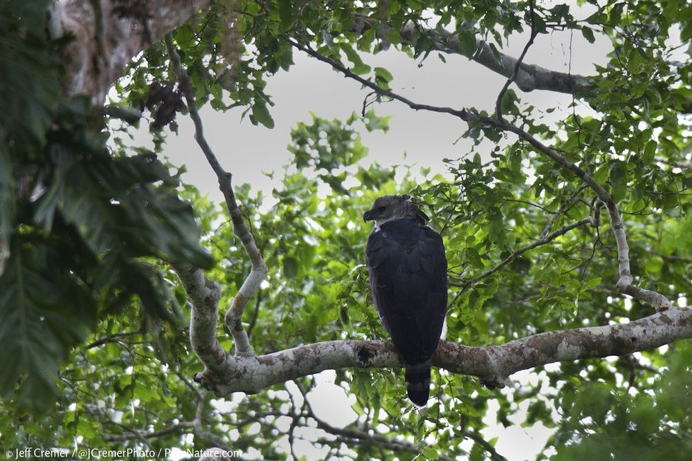 In Images: Amazing Harpy Eagle Chick | Live Science