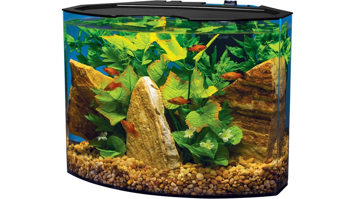 Best small fish tank: Petite pads for your tiny tribe | PetsRadar