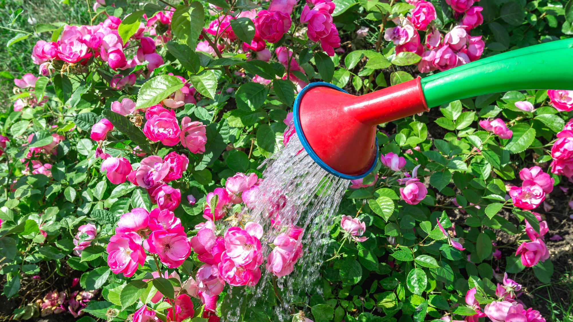 My Easy Homemade Rose Fertilizer Recipe Ensures Huge Blooms | Gardening ...