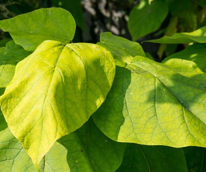 Catalpa care and growing guide: expert tips to follow | Homes and Gardens