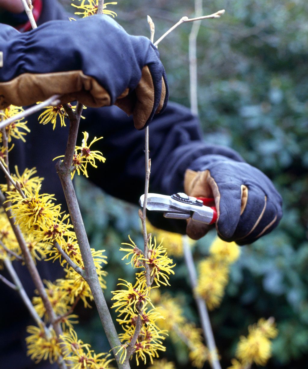 How to prune witch hazel and how often | Homes and Gardens