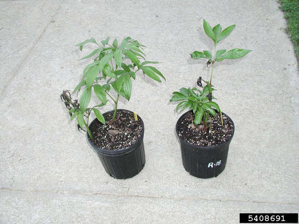 Peony Botrytis Treatment: Recognizing Symptoms Of Peony Botrytis Blight ...