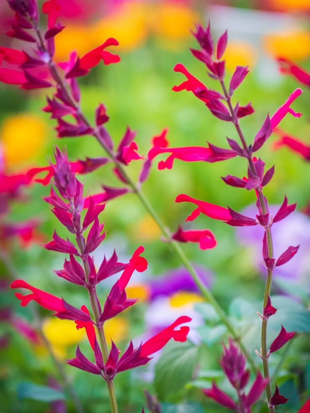 Why gardeners should grow salvia: the reliable perennial | Homes and ...