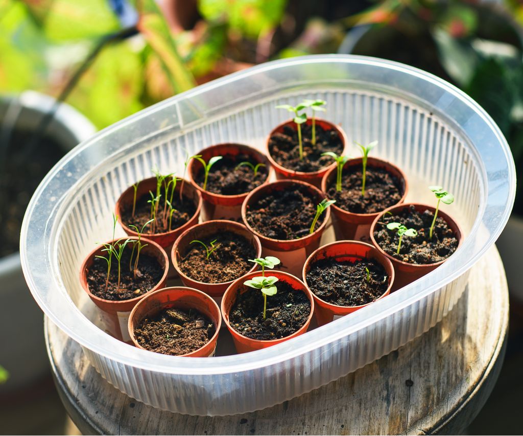 Indoor greenhouse ideas: 4 DIYs to grow plants in your home | Homes and ...