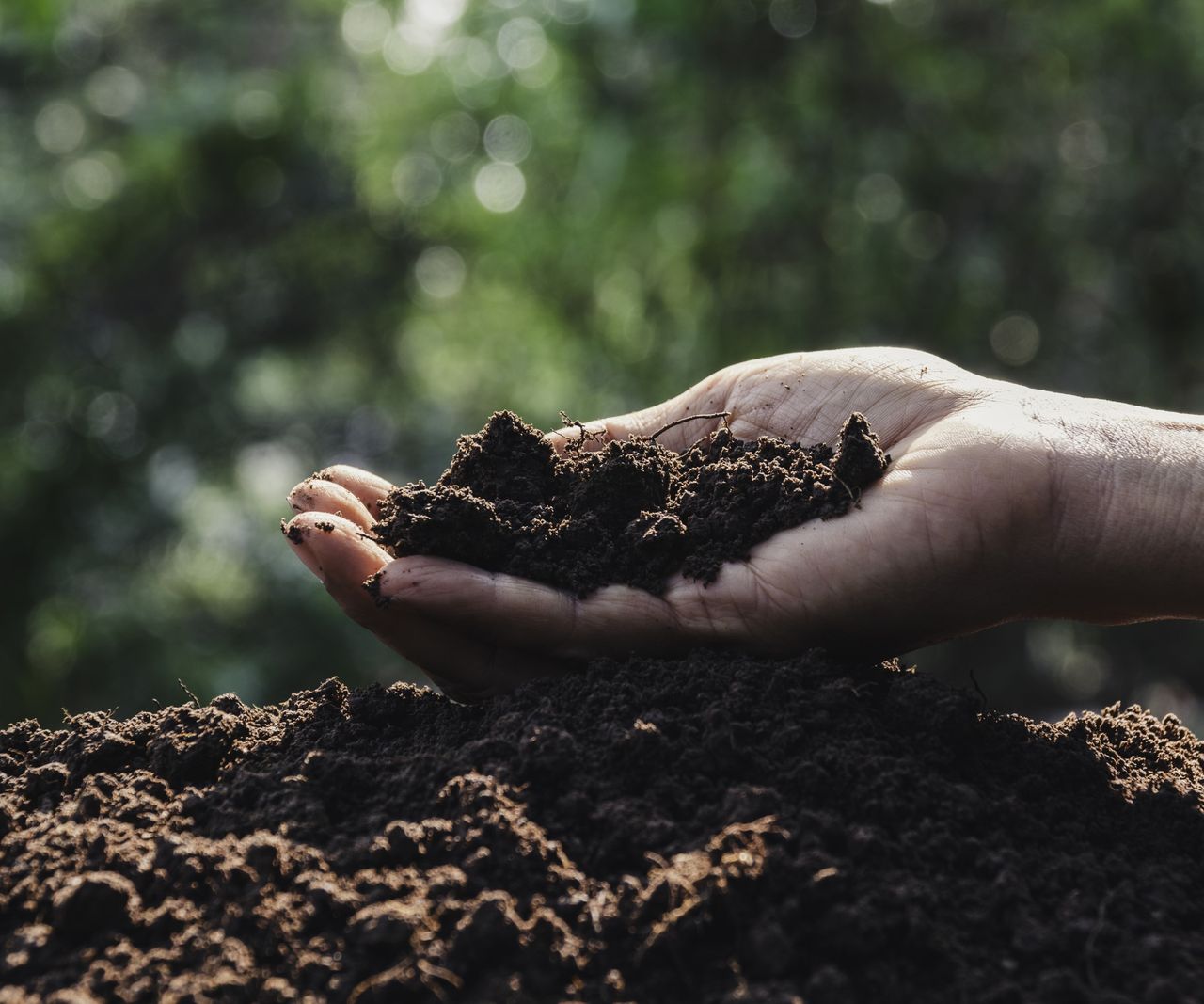 Peat moss vs coco coir: experts advise on the pros and cons | Homes and ...