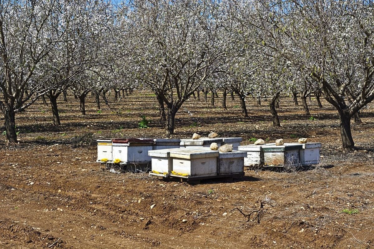 Pollinating Almonds - How To Pollinate Almond Trees | Gardening Know How