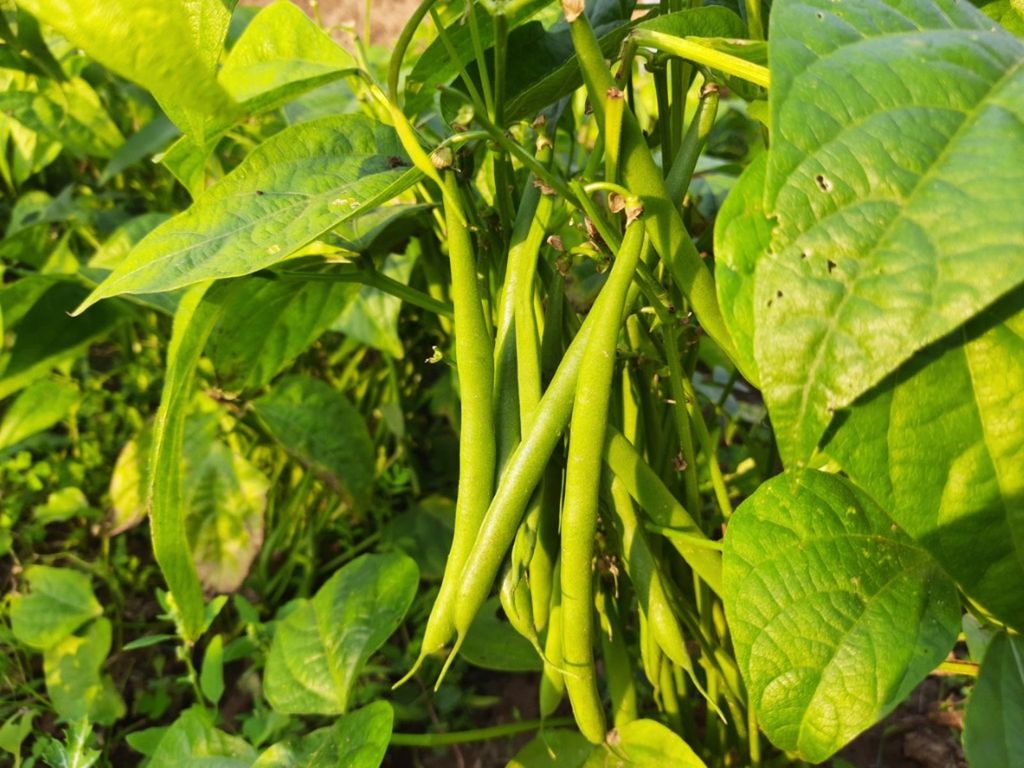 Can You Grow Beans In Autumn - How To Grow A Fall Crop Of Green Beans ...