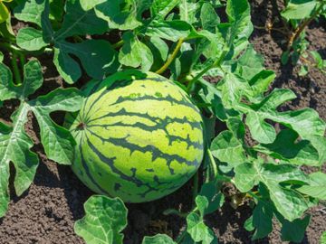 Tips & Information about Watermelons | Gardening Know How